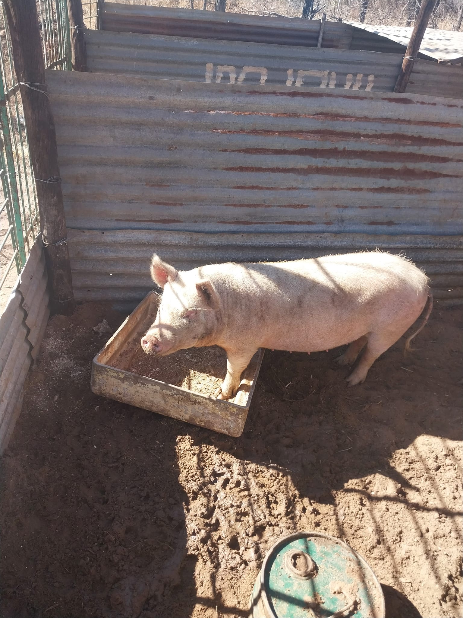 8 x Pigs for sale