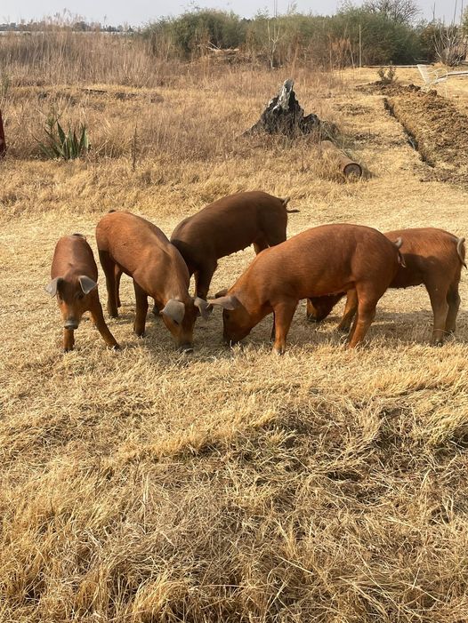 Six beautiful duroc gilts (4 months old)