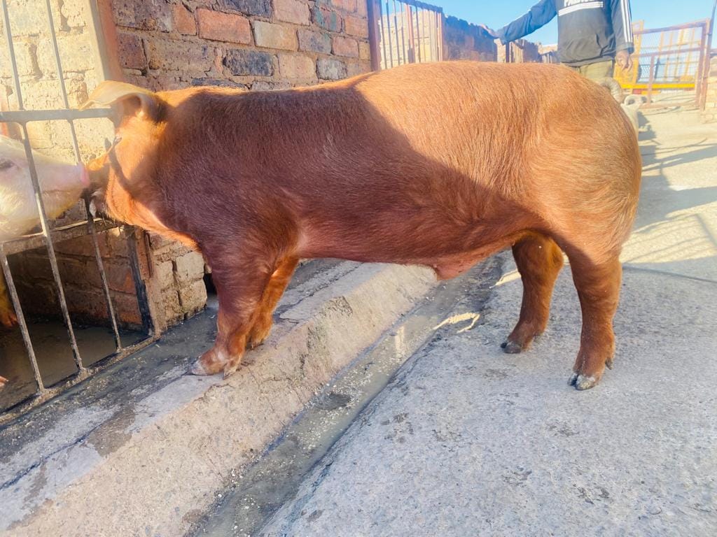 2 x Duroc Gilts, 1 x Duroc boar