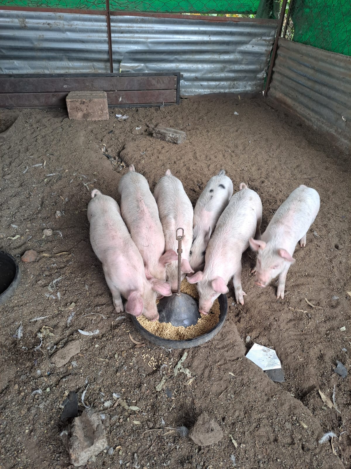 10 weeks old weaner piglets