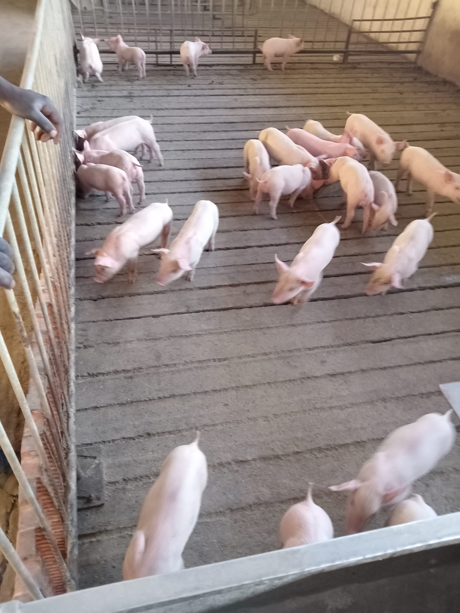 25 x Weaner piglets from PIC F1 sows