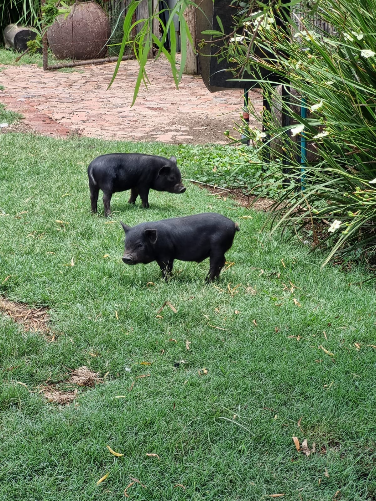 Potbelly piglets for sale (8 weeks old)