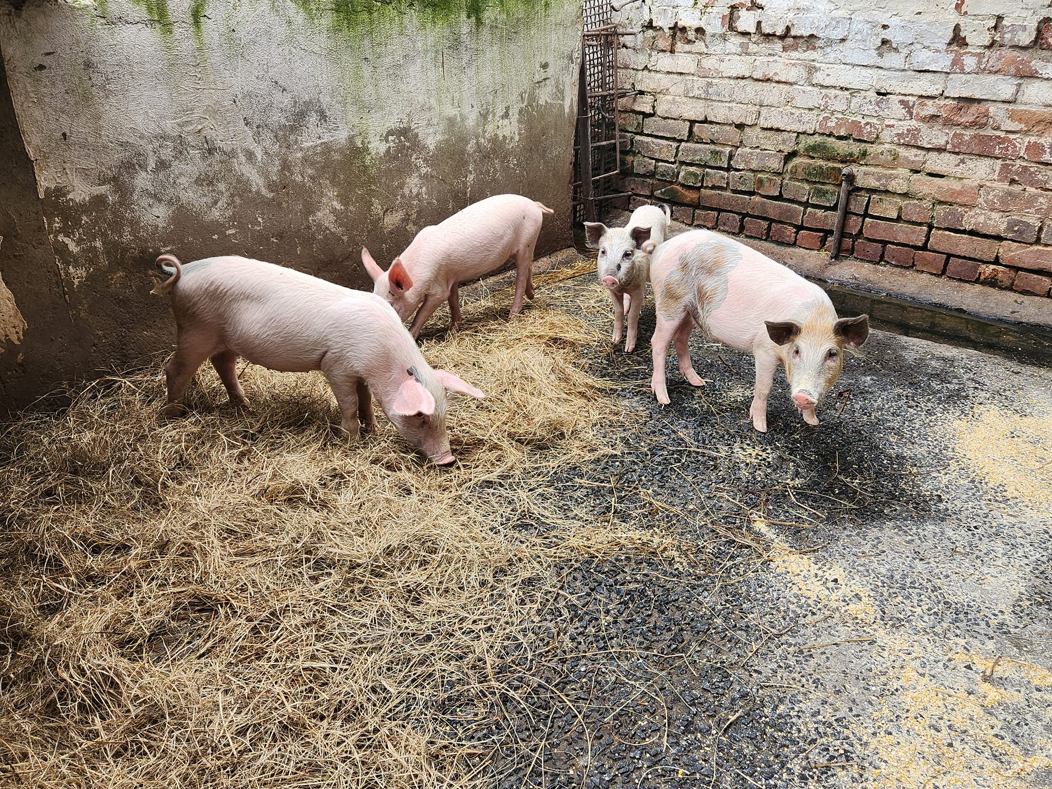 23 x Weaner piglets for sale