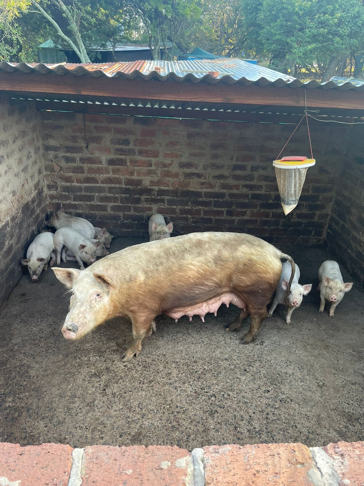 15 x Landrace x large white cross breed pigs