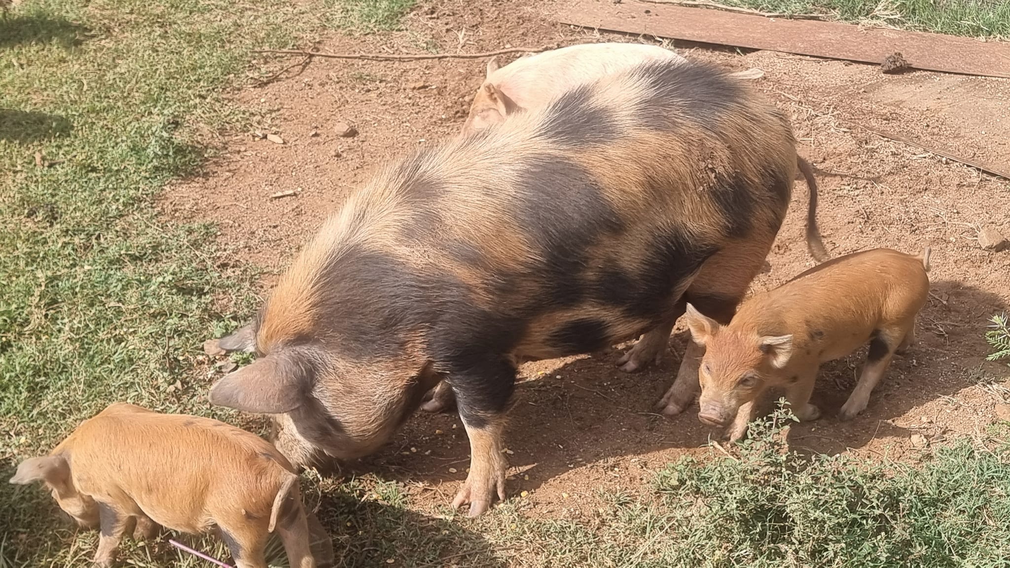 3 x Kolbroek sows (1½ years old)