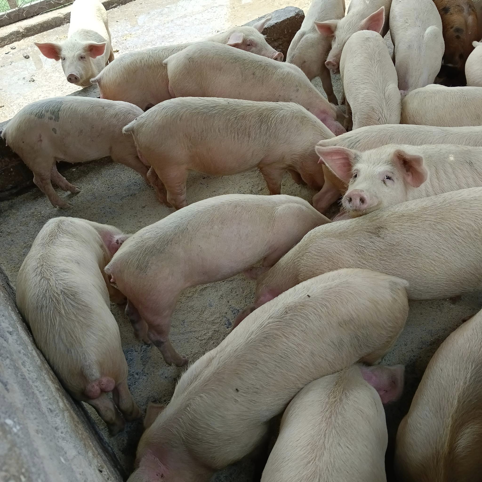 Weaner piglets for sale