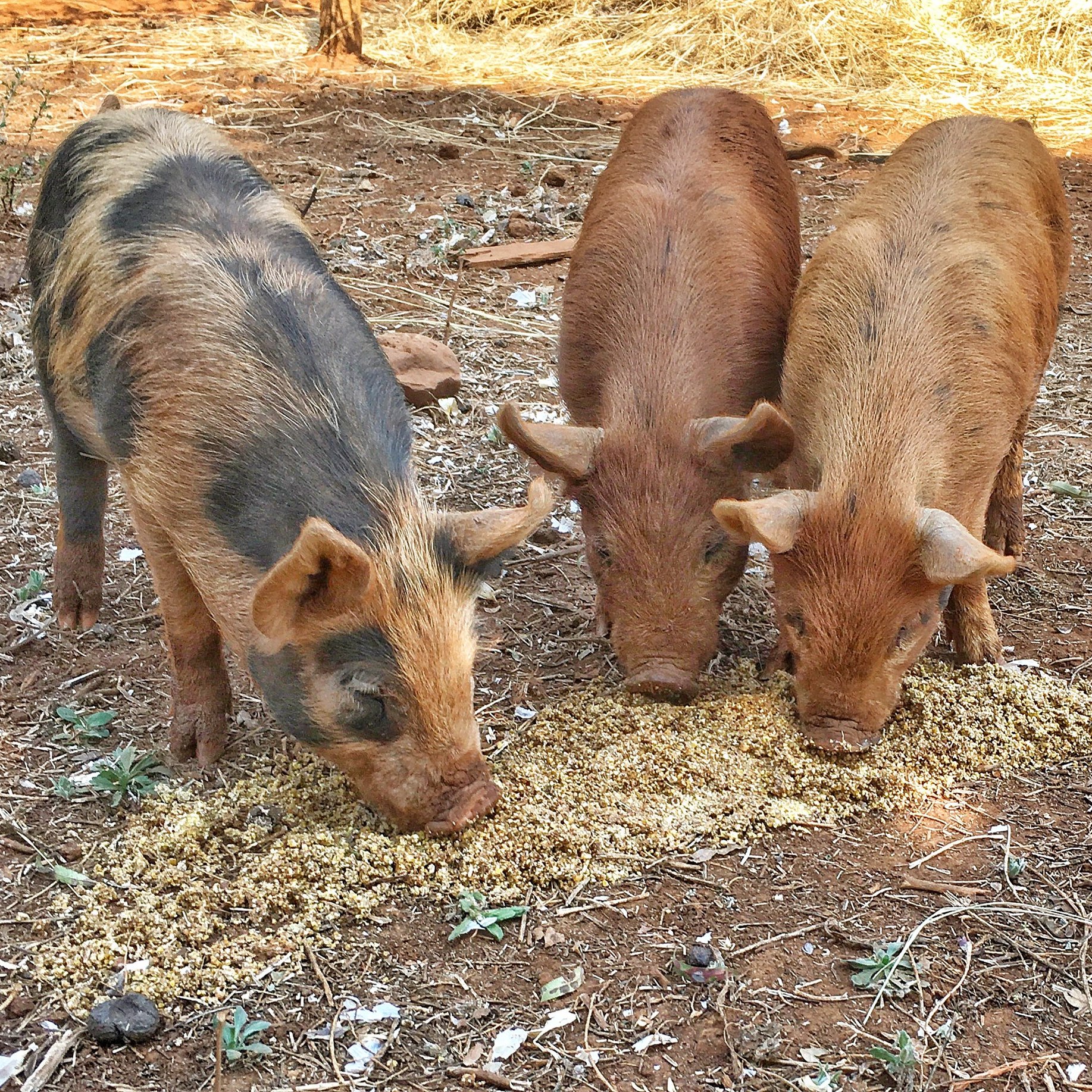 10 x Mixed duroc/kolbroek piglets
