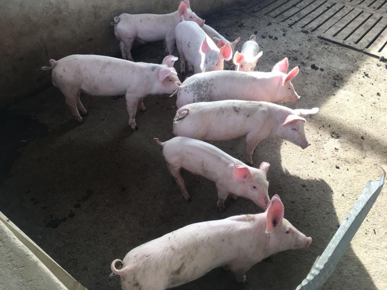7 - 14 weeks old large white piglets