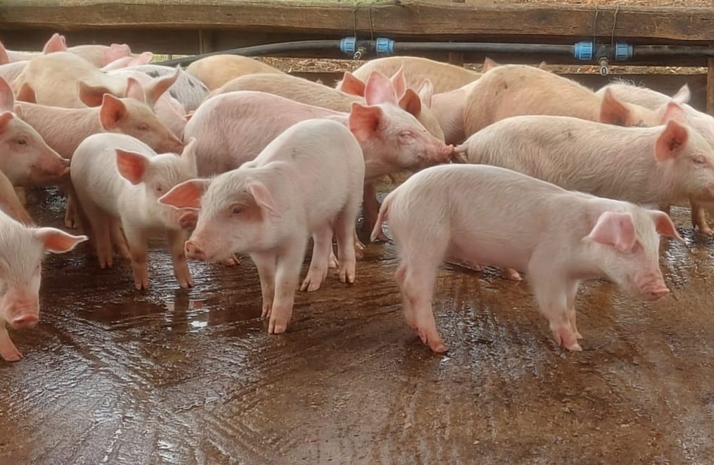 33 x Weaning pigs for sale