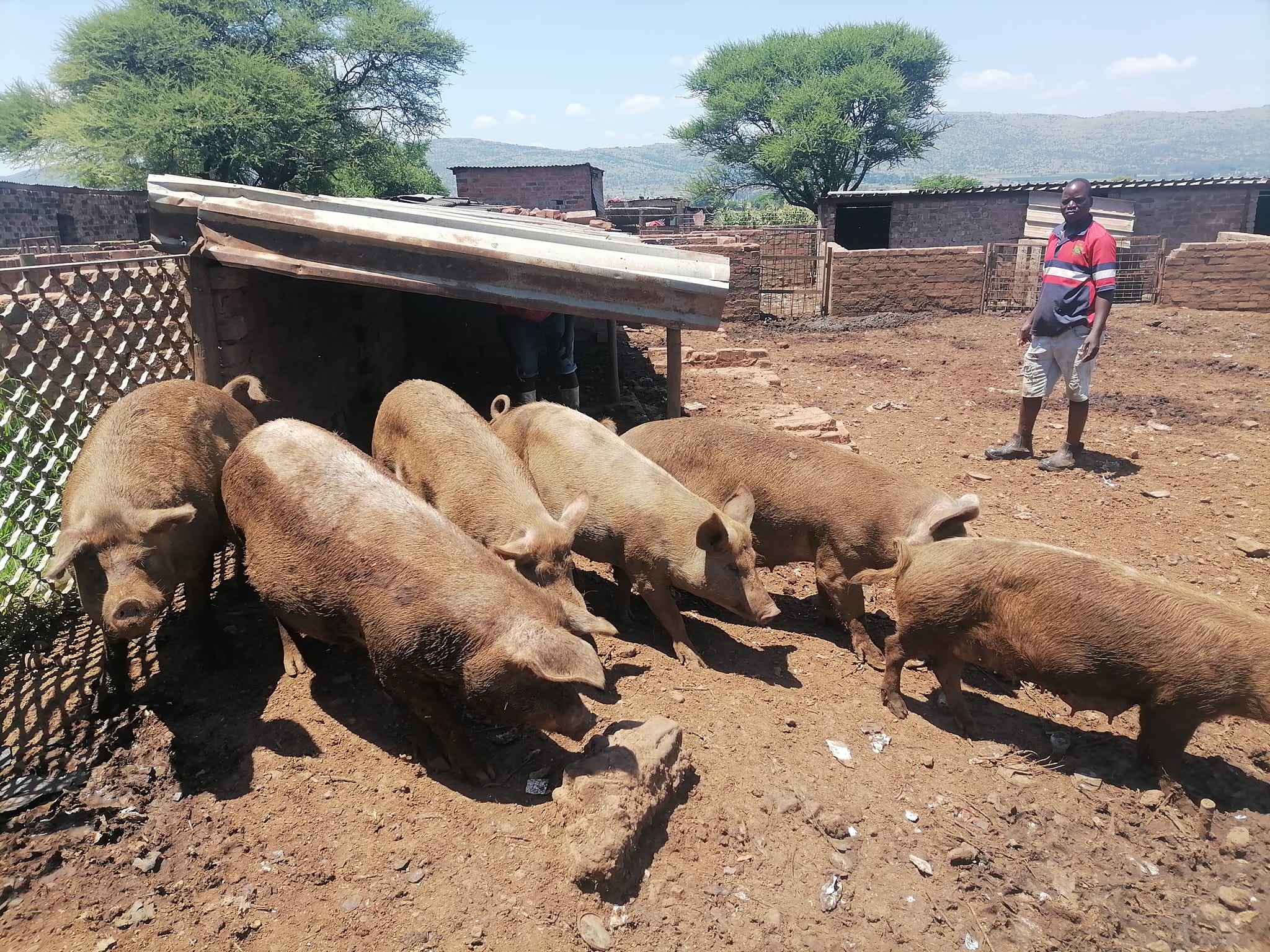 Grower pigs for sale