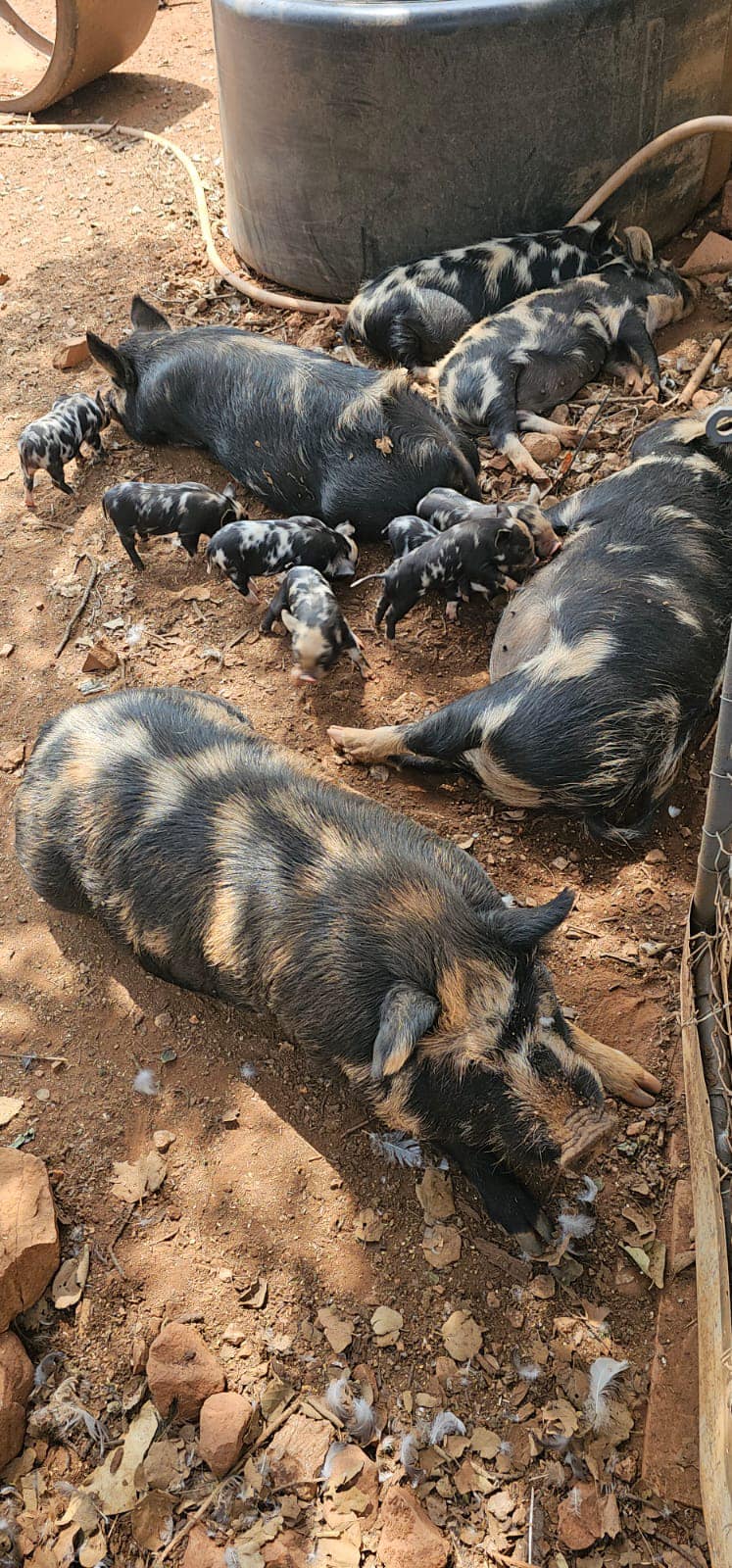 6 x Kolbroek boar piglets for sale