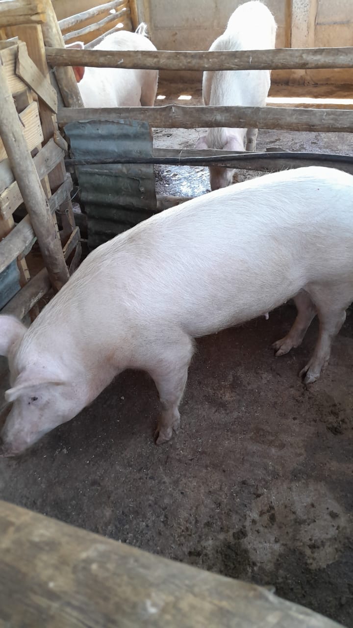 1 x Large white sow