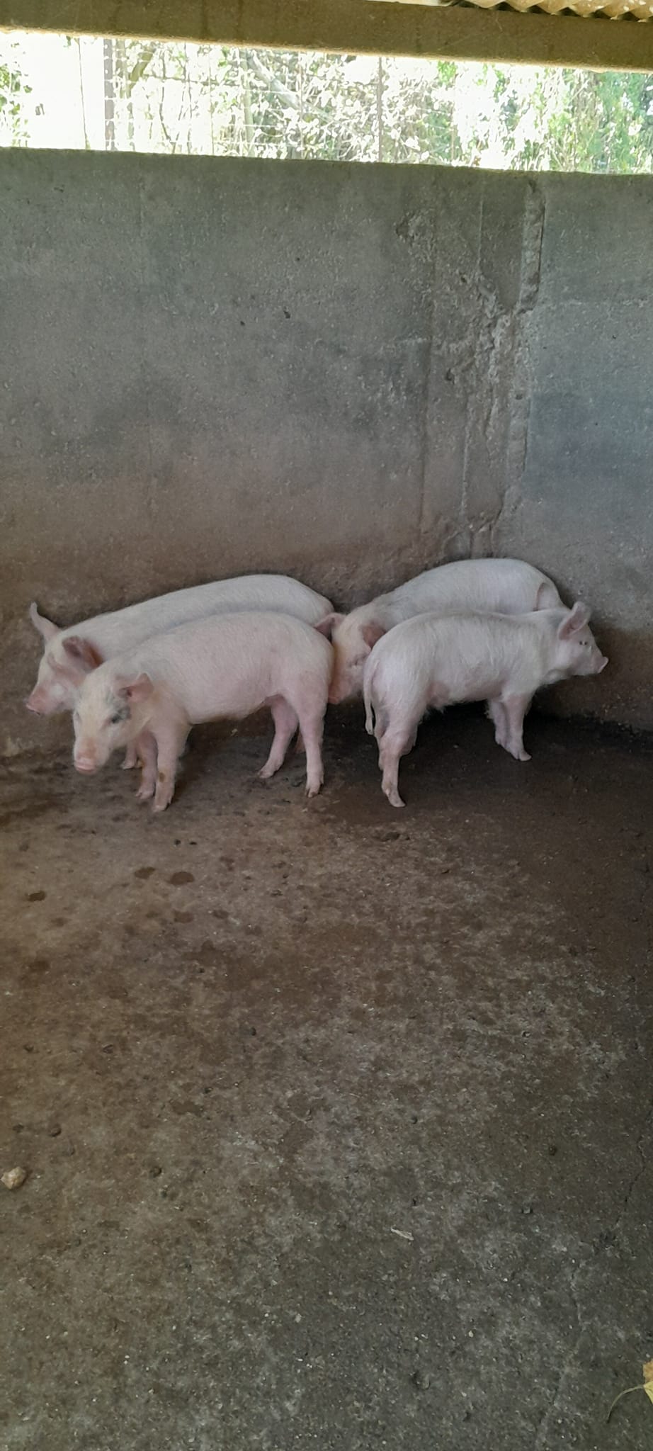 4 x Country breed/large white boar piglets