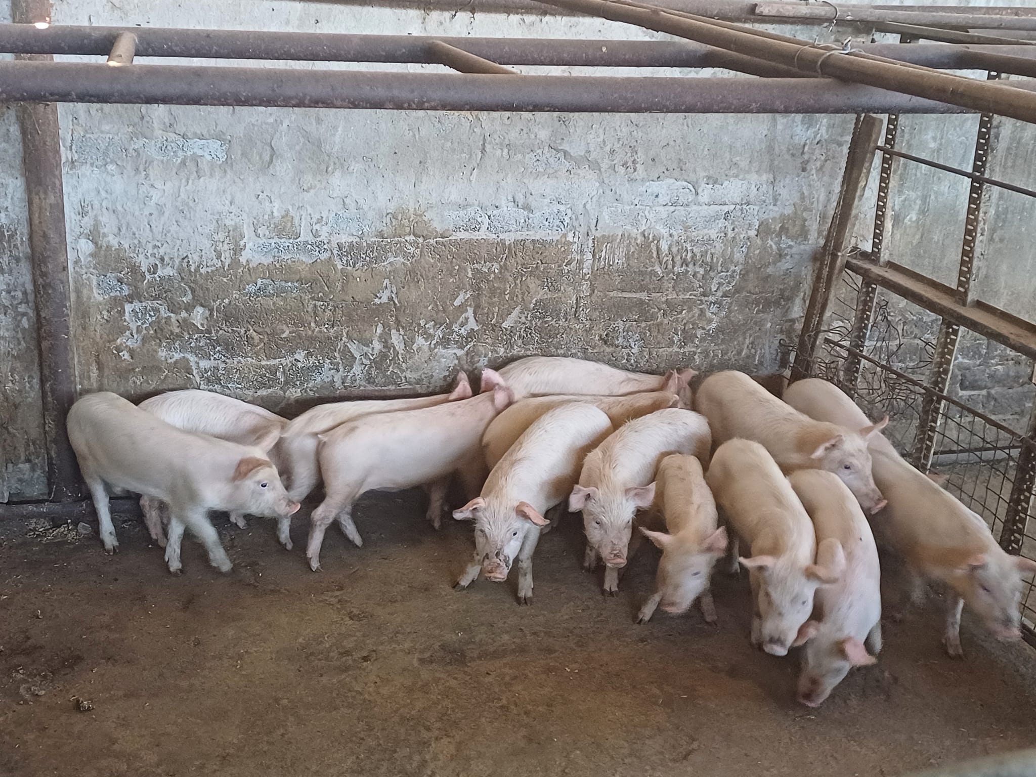 10 x Weaner piglets available
