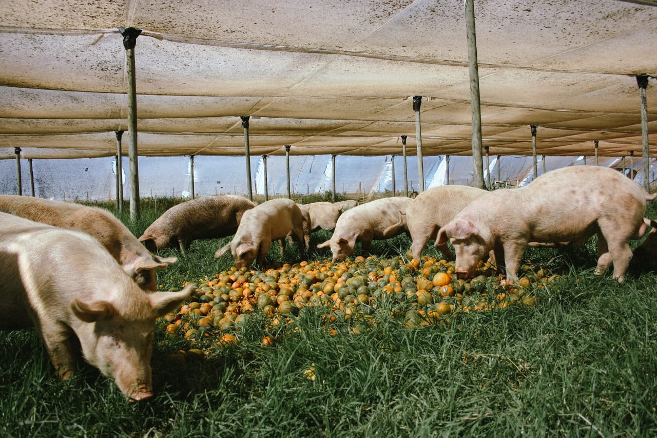 Landrace/large white breeding sows & gilts