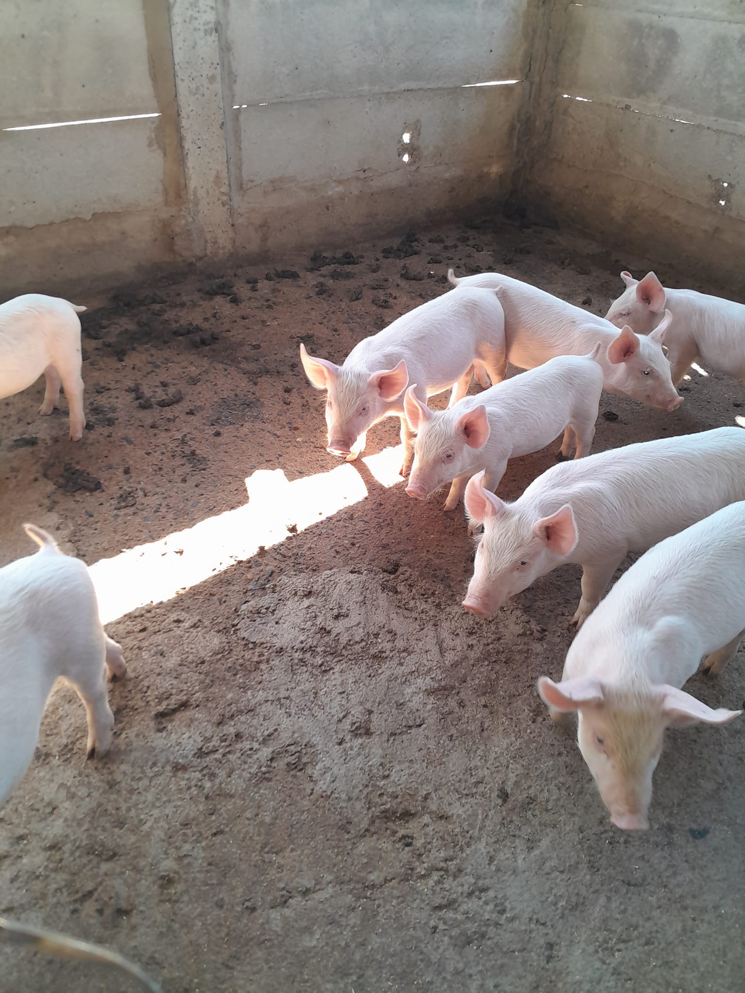 10 x Large white weaner piglets