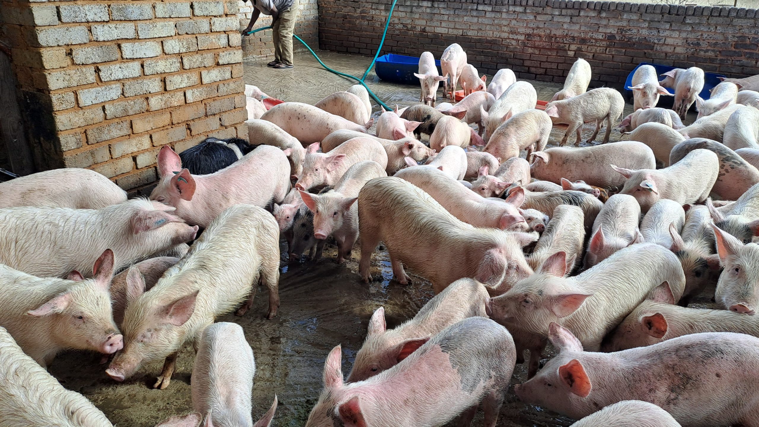 250 x Landrace, large white and duroc piglets