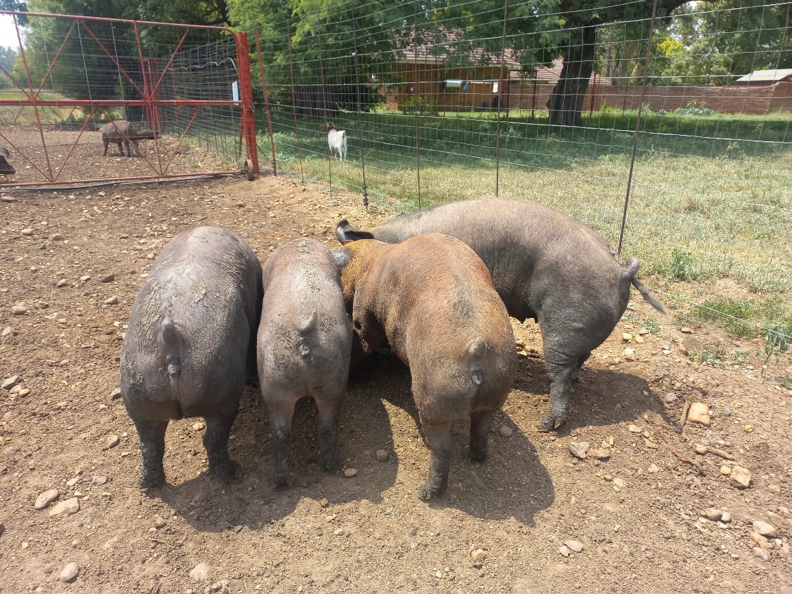 15 x Genuine duroc pregnant gilts for sale