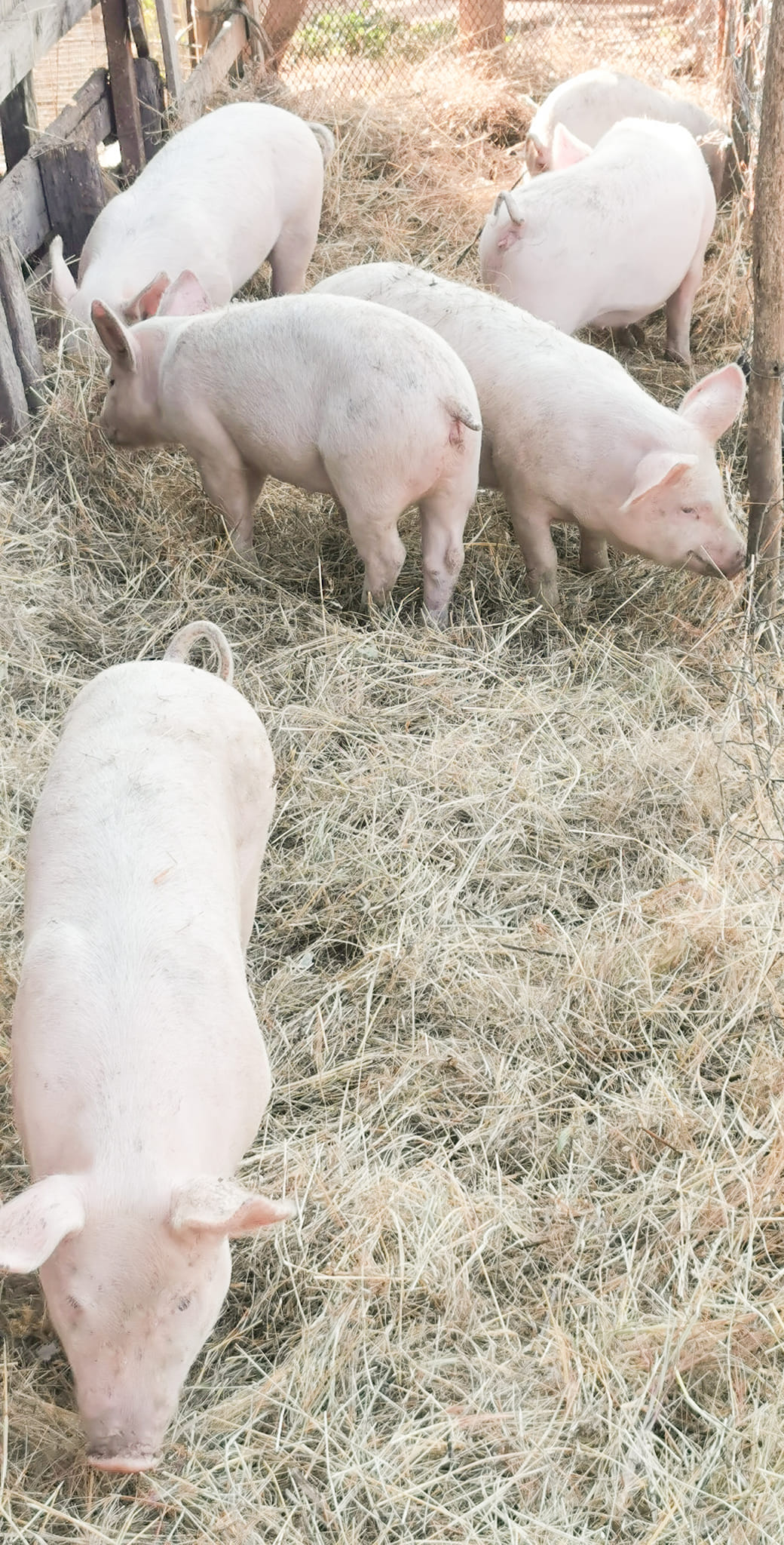 2 x Grower piglets for sale