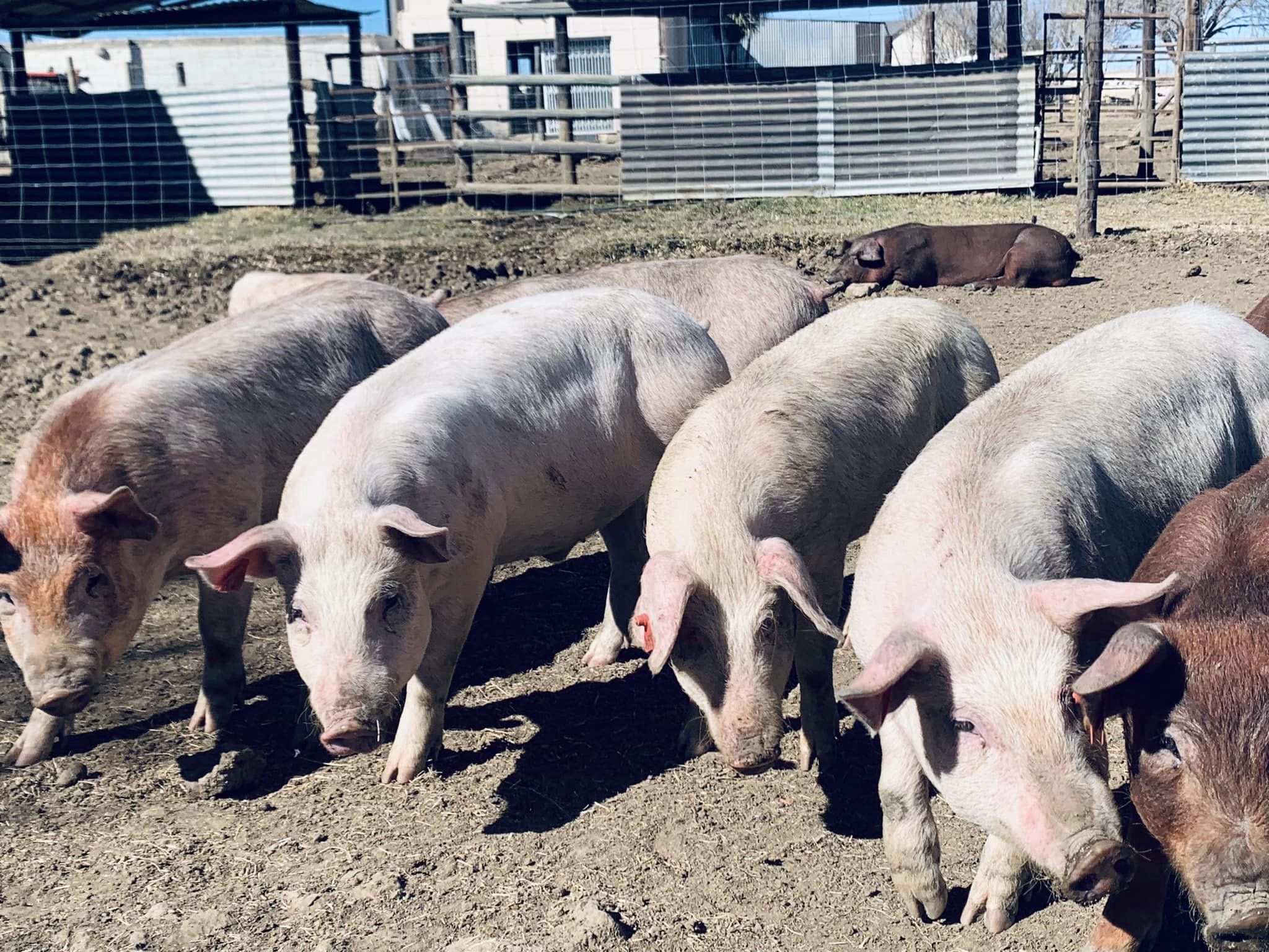 15 x Weaner piglets for sale