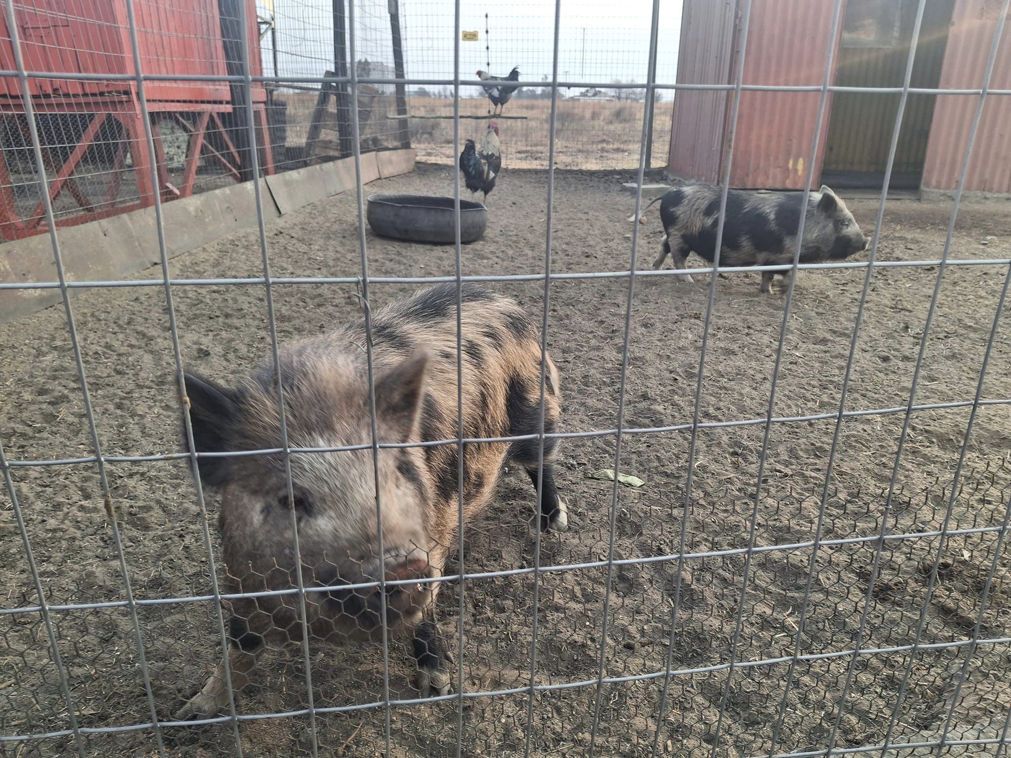 2 x Potbelly/kolbroek gilts for sale