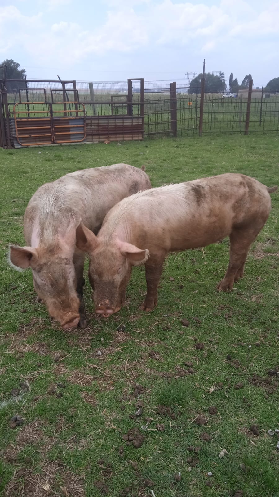 6 x Breeding pack pigs for sale