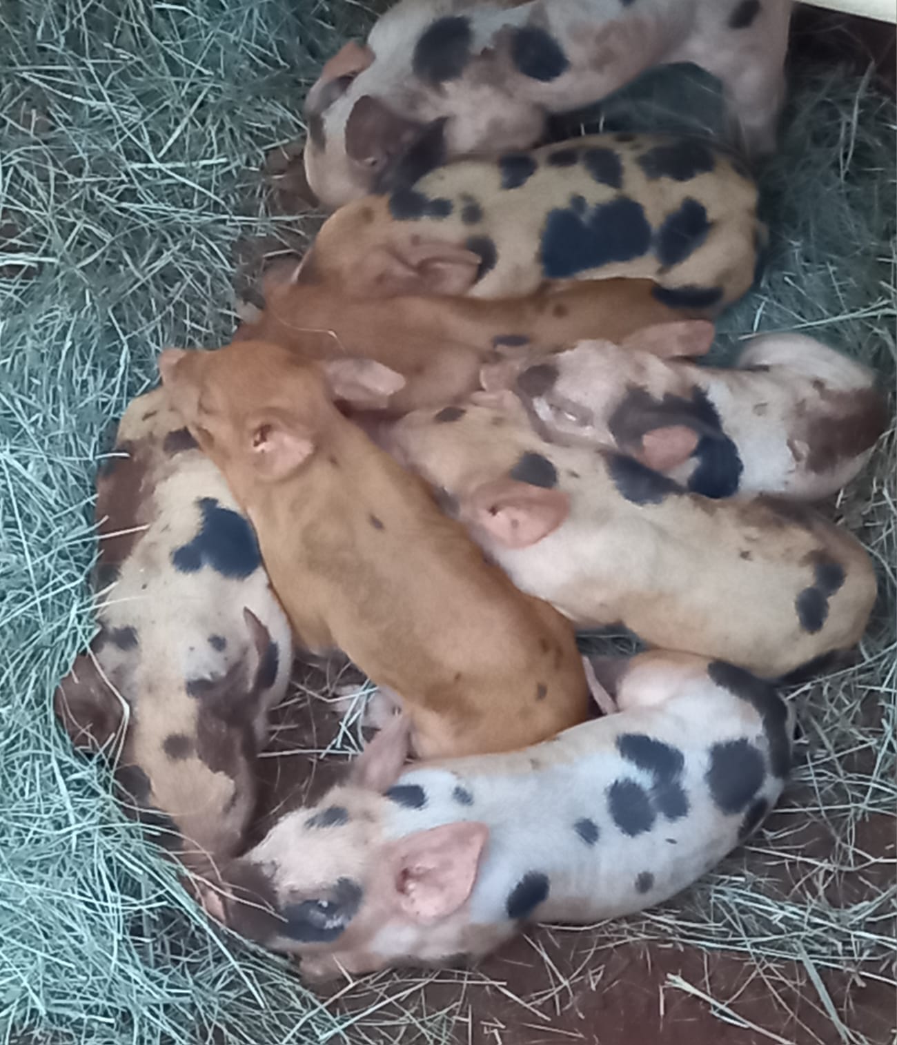 9 x Duroc piglets for sale