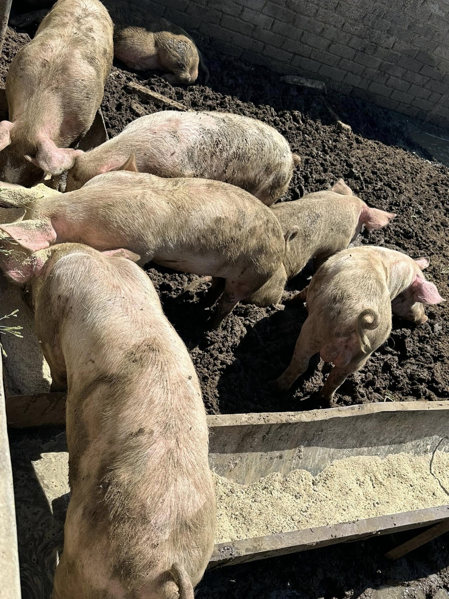 6 x Landrace/large white breeding boars