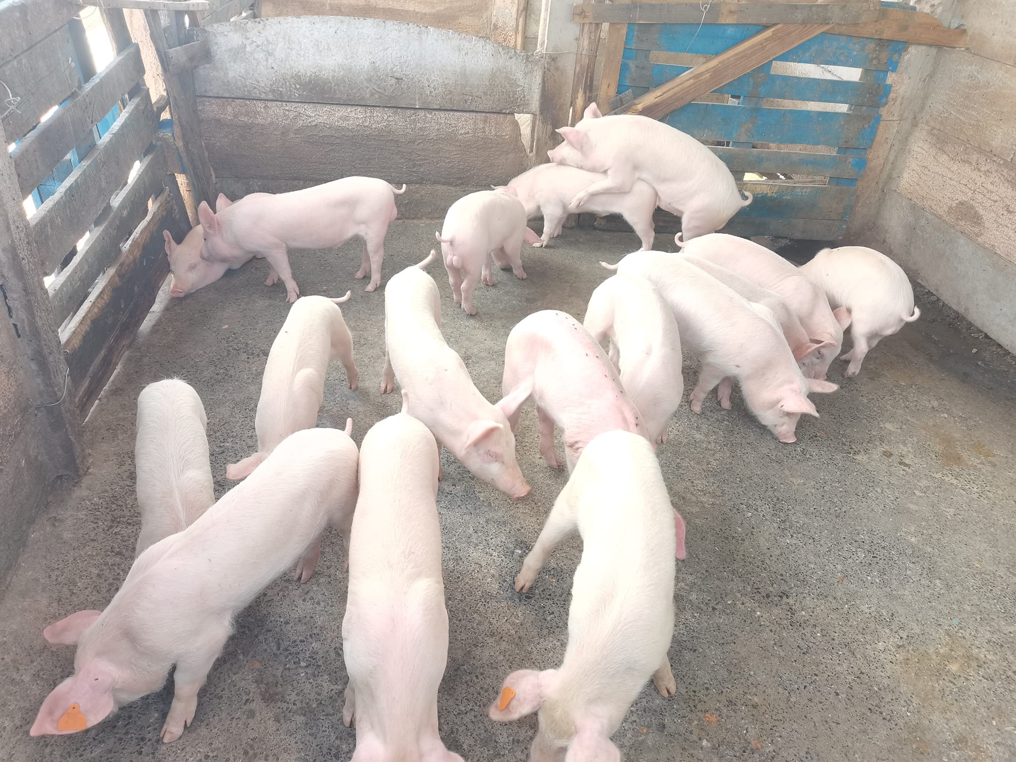 30 x Weaner piglets for sale