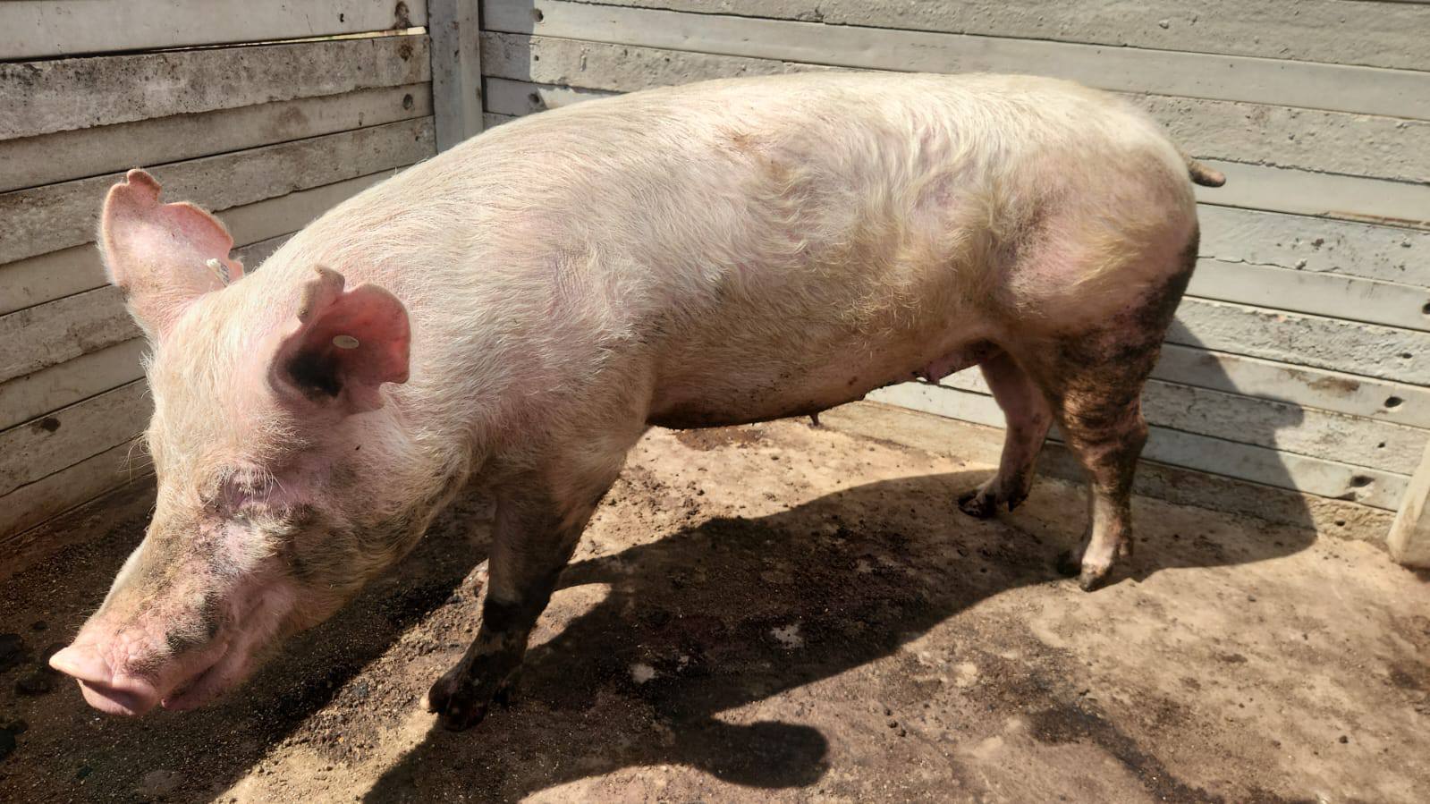 13 x Pigs seeking new home